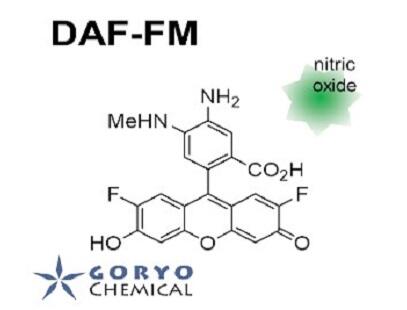 NOFluor™ Series(一酸化窒素(NO)応答性蛍光プローブ) | 五稜化薬 | キシダ化学株式会社